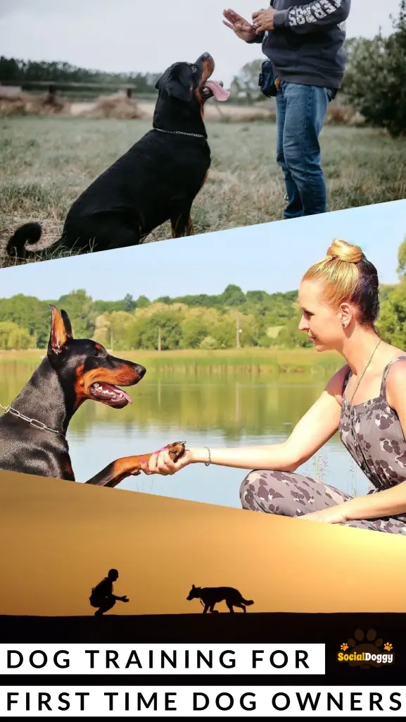 Dog Training Tips For First-Time Dog Owners | Social Doggy Club