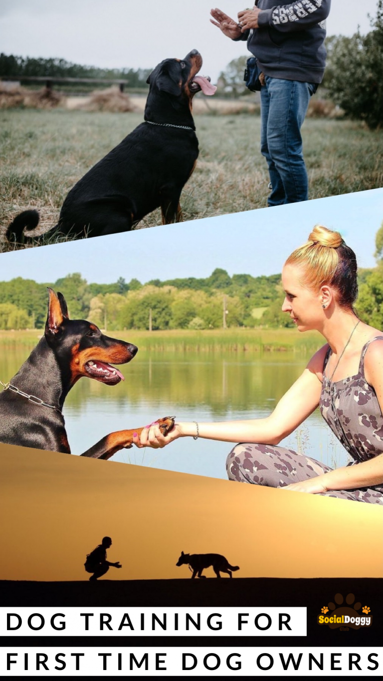 Dog Training Tips For First-Time Dog Owners | Social Doggy Club