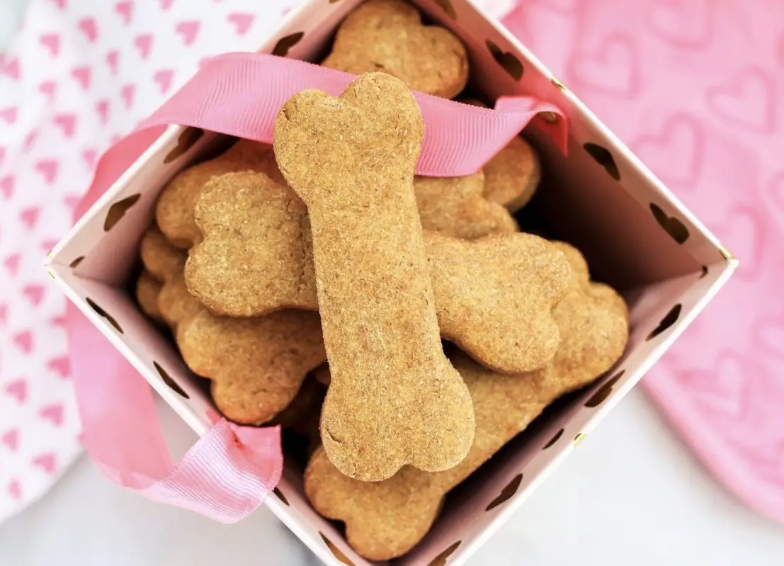 8 Treats For The Fall Season Your Dog Will Love | Social Doggy Club