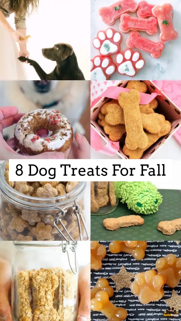 8 Treats For The Fall Season Your Dog Will Love | Social Doggy Club