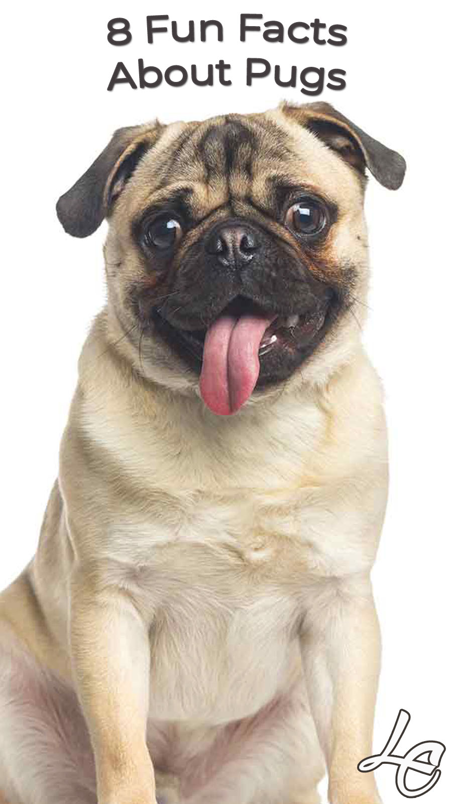 8 Fun Facts About Pugs | Social Doggy Club