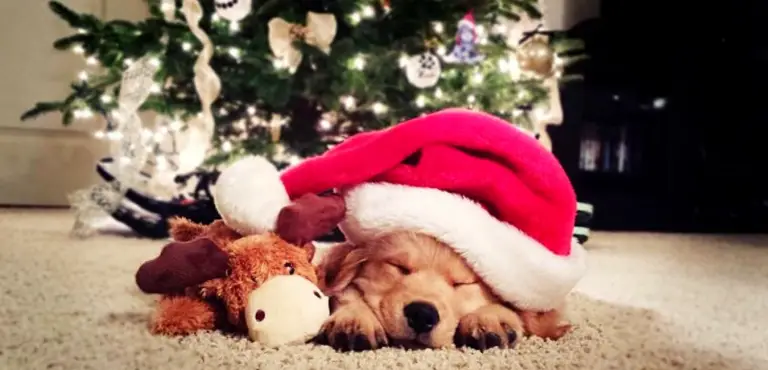 5 Awesome Christmas Gift Ideas For Your Dog | Social Doggy Club
