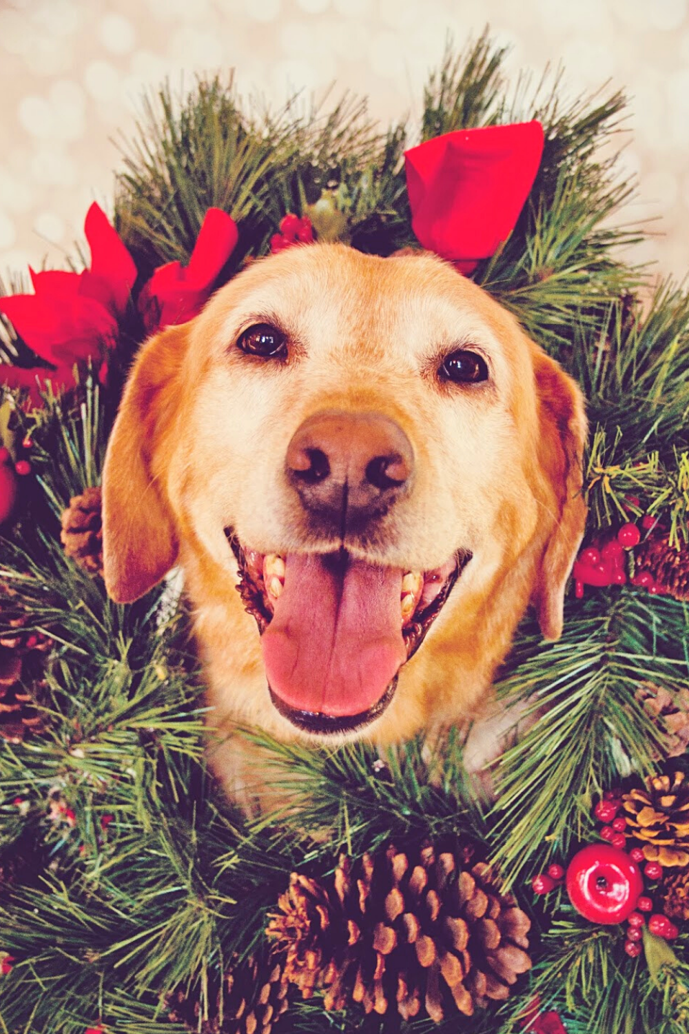 12 Extremely Cute Dog Christmas Card Photo Ideas | Social Doggy Club