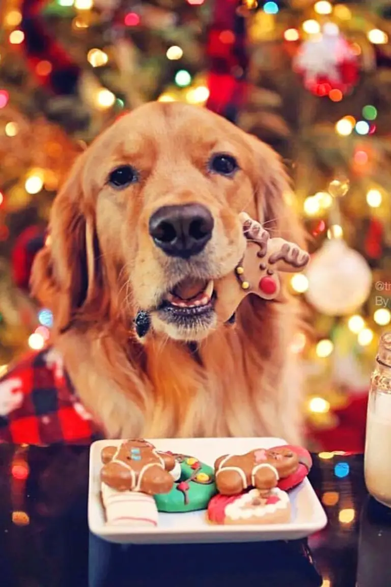 12 Extremely Cute Dog Christmas Card Photo Ideas | Social Doggy Club