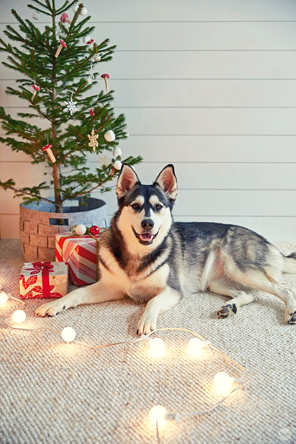 12 Extremely Cute Dog Christmas Card Photo Ideas | Social Doggy Club