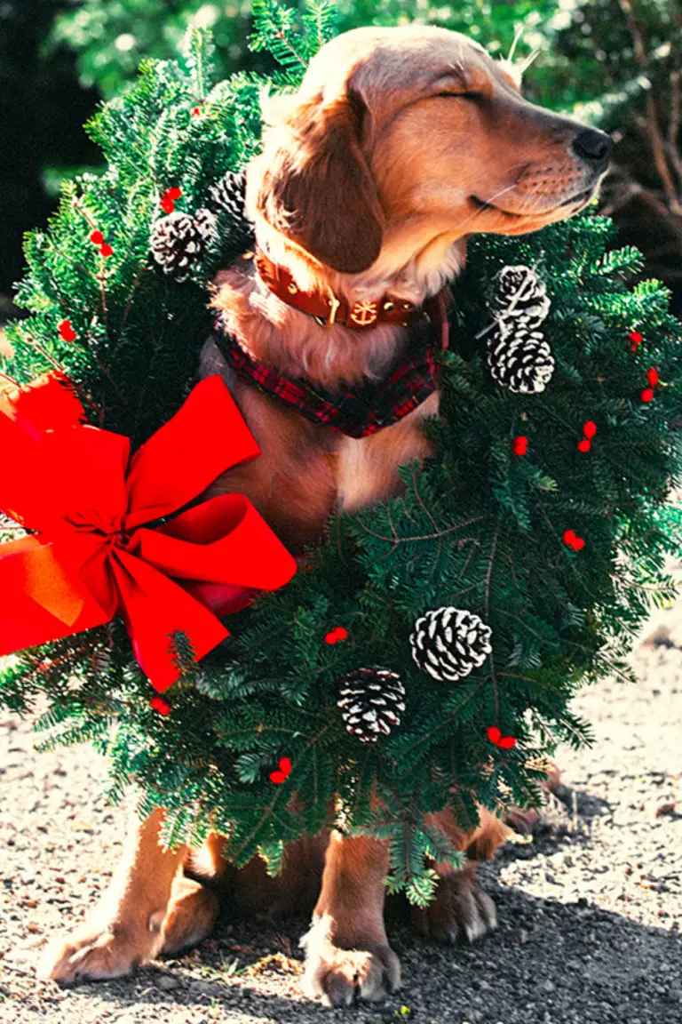 12 Extremely Cute Dog Christmas Card Photo Ideas | Social Doggy Club
