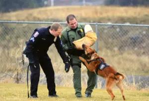 The 7 most popular police dog breeds in service of 2022 | Social Doggy Club