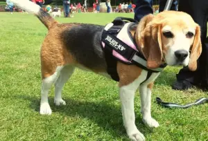 The 7 most popular police dog breeds in service of 2022 | Social Doggy Club