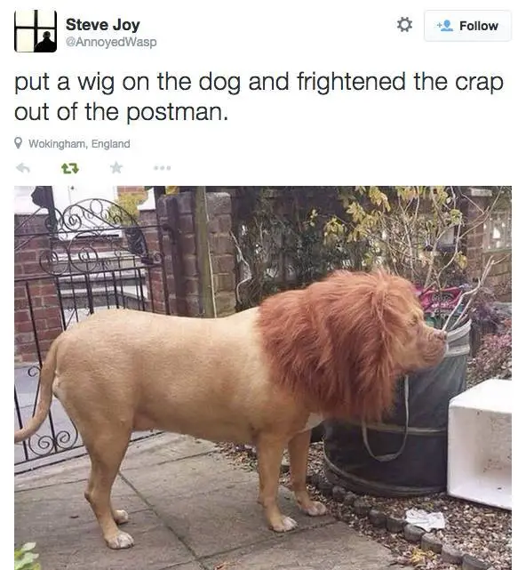 20 Dog Memes That'll Make Your Day | Social Doggy Club