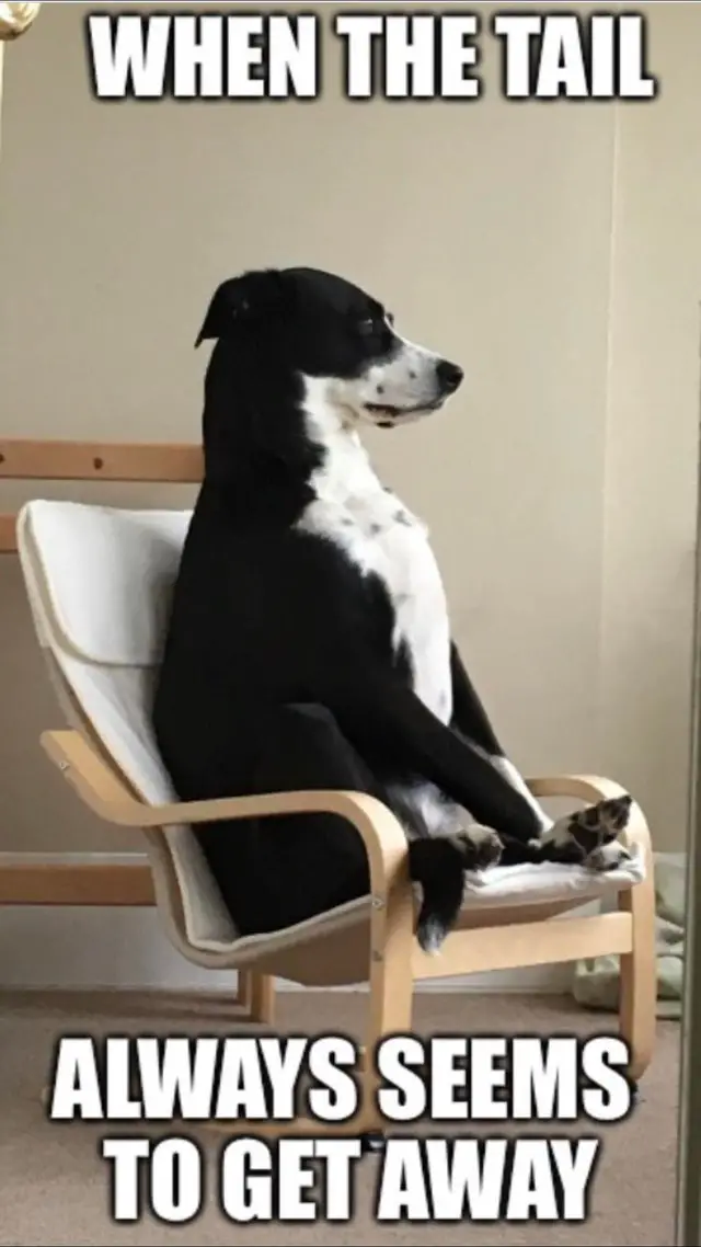 20 Dog Memes That'll Make Your Day | Social Doggy Club