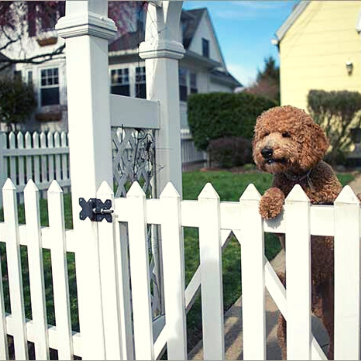 Quick and Easy Dog Fence Ideas | Social Doggy Club