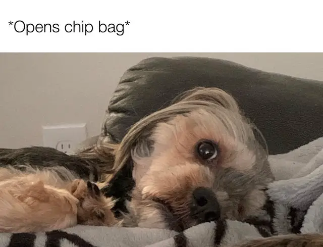 20 Dog Memes That'll Make Your Day | Social Doggy Club