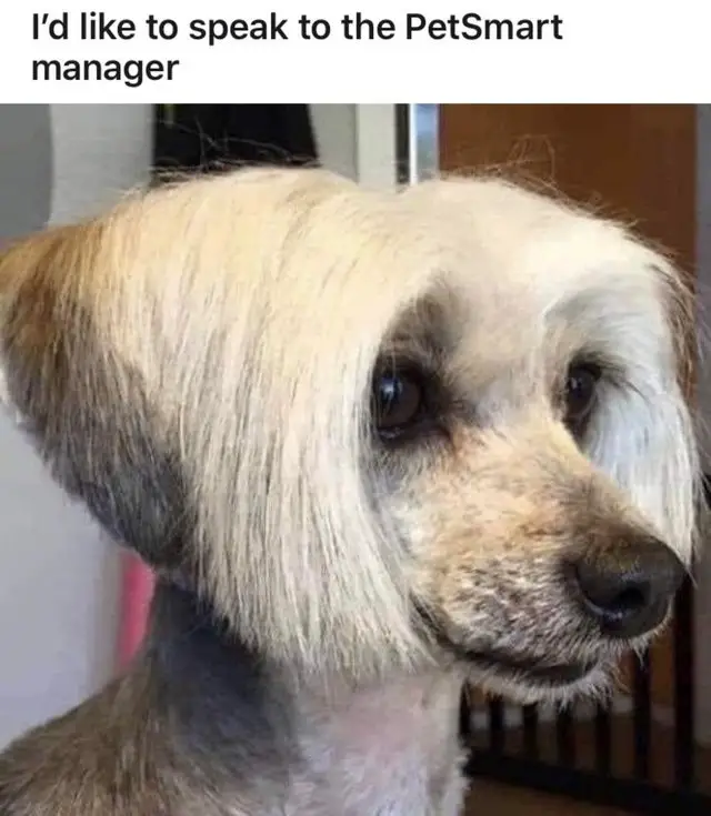 20 Dog Memes That'll Make Your Day | Social Doggy Club