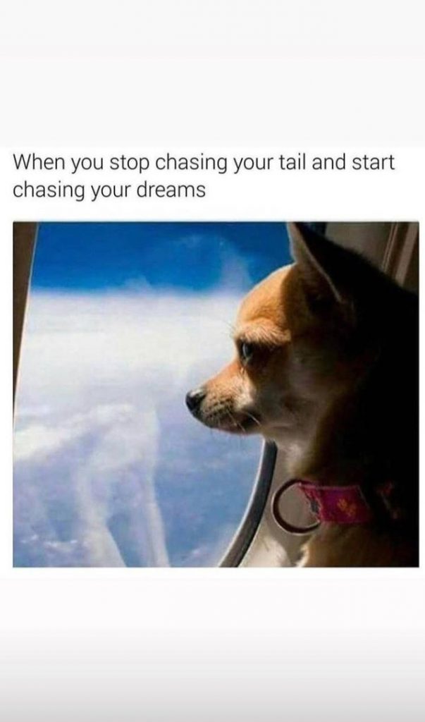 20 Dog Memes That'll Make Your Day | Social Doggy Club