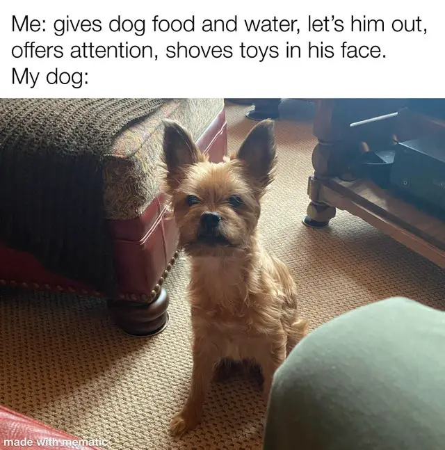 20 Dog Memes That'll Make Your Day | Social Doggy Club