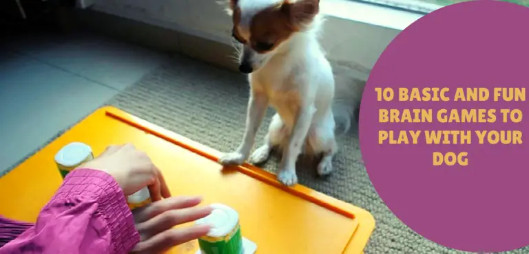 10 Basic and Fun Brain Games to Play with your Dog | Social Doggy Club