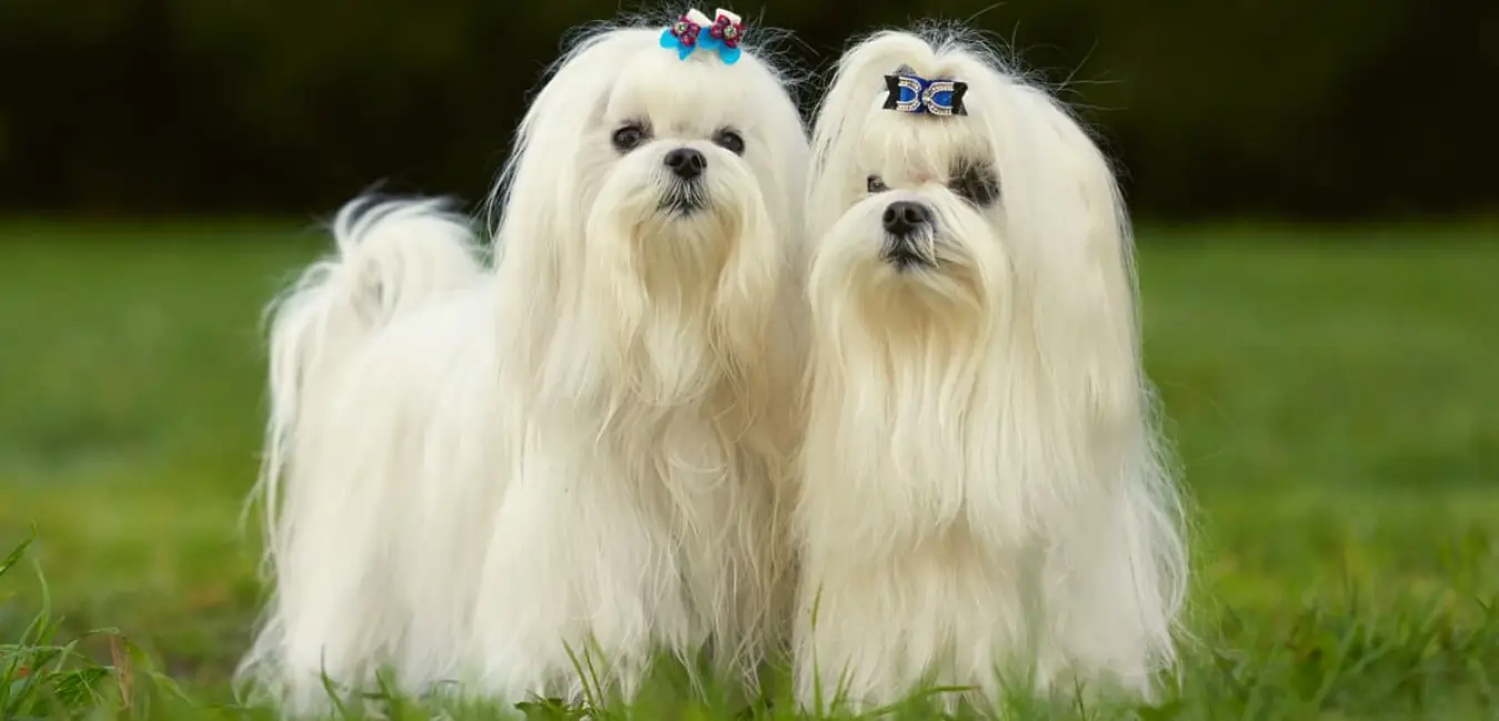 Fun and Interesting Facts About the Maltese Breed | Social Doggy Club