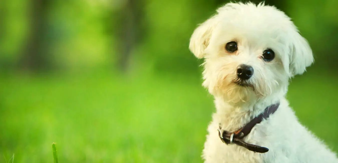 Fun and Interesting Facts About the Maltese Breed | Social Doggy Club