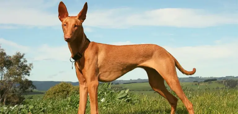10 Fascinating Facts About The Pharaoh Hound | Social Doggy Club