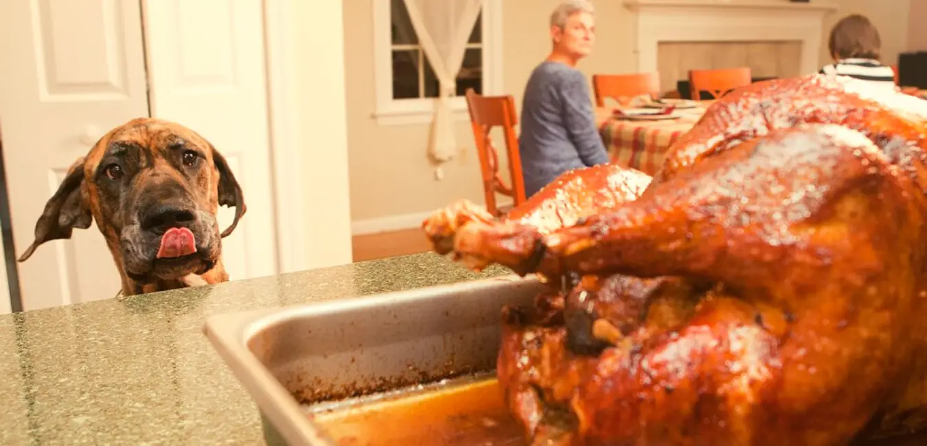 How To Enjoy Thanksgiving With Your Dog In A Safe Manner | Social Doggy ...