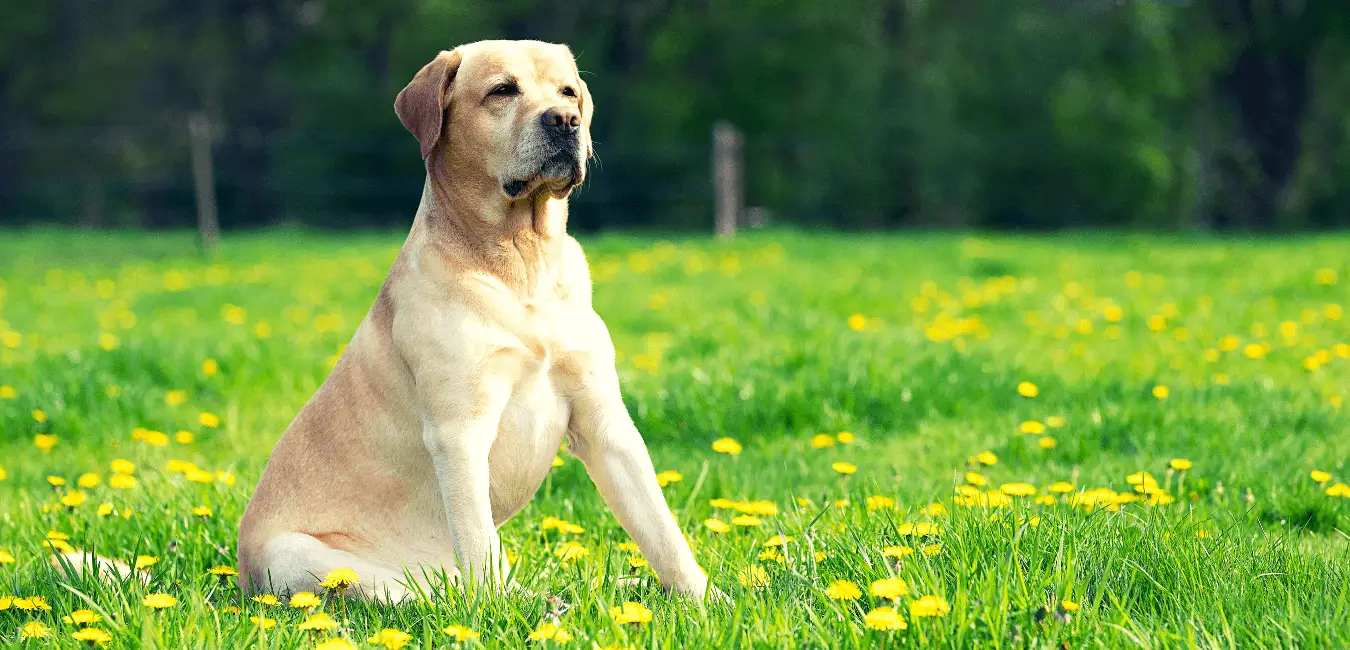 Everything You Need To Know About The Labrador Retriever | Social Doggy ...