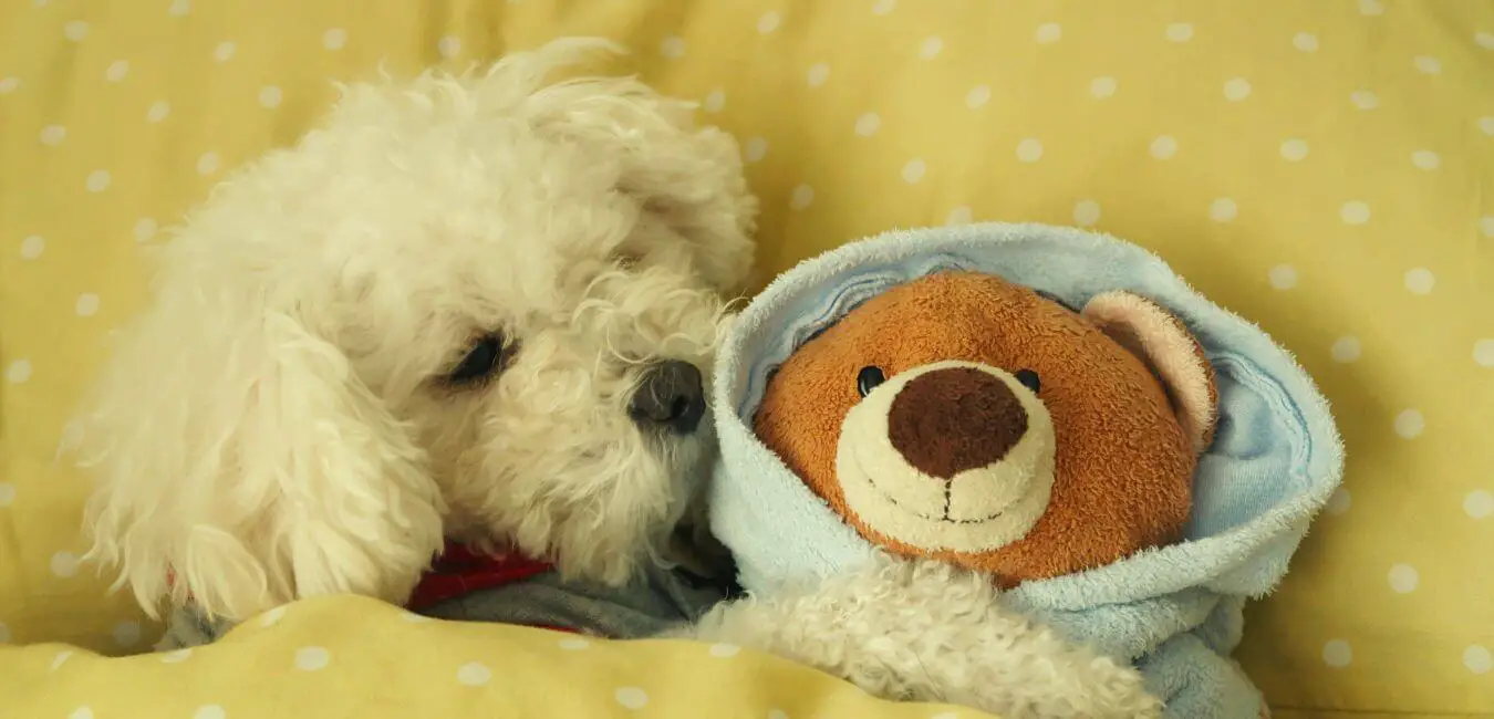 Top 10 Cuddle-Friendly Dog Breeds | Social Doggy Club