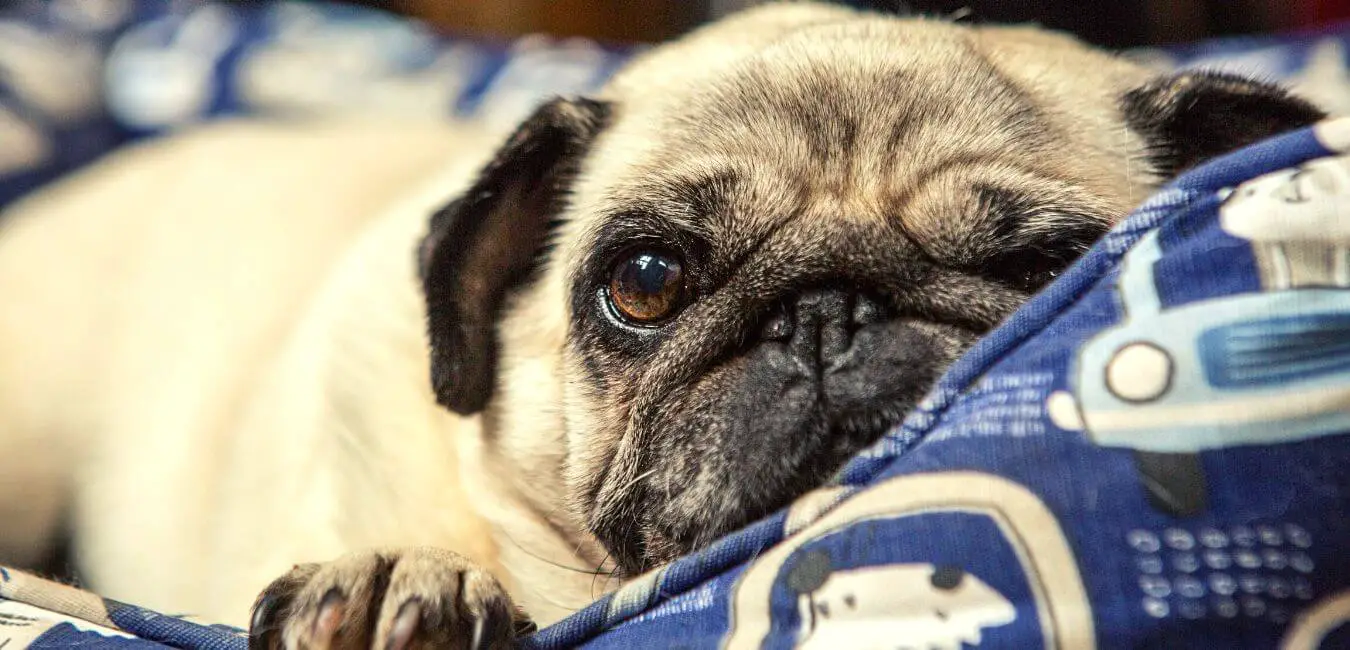 Top 10 Cuddle-Friendly Dog Breeds | Social Doggy Club
