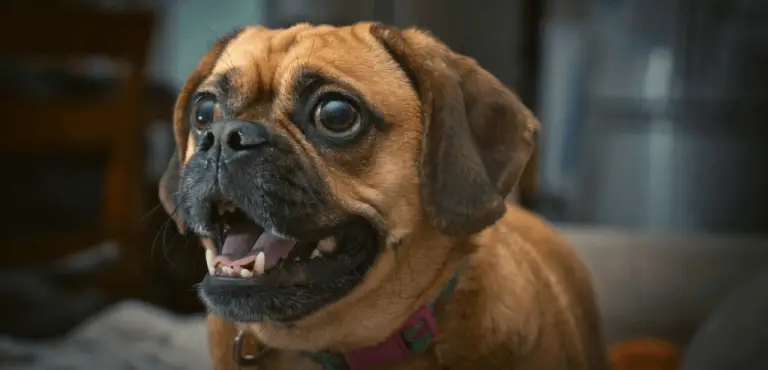 A Complete Puggle Guide: What Should New Owners Know? | Social Doggy Club