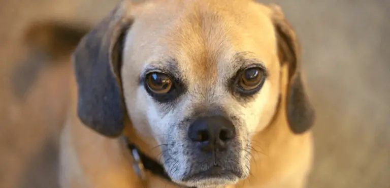 A Complete Puggle Guide: What Should New Owners Know? | Social Doggy Club