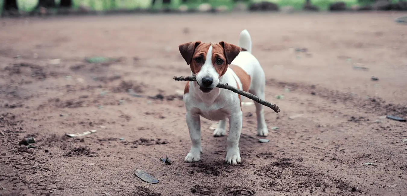 All There Is To Know About the Jack Russell Terrier | Social Doggy Club