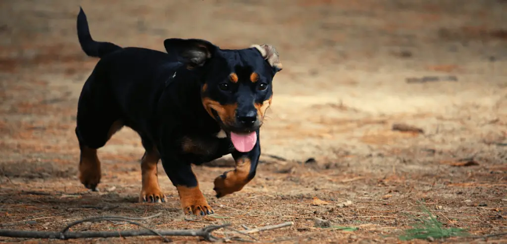 11 Dog Breeds with the Longest Life Expectancy | Social Doggy Club